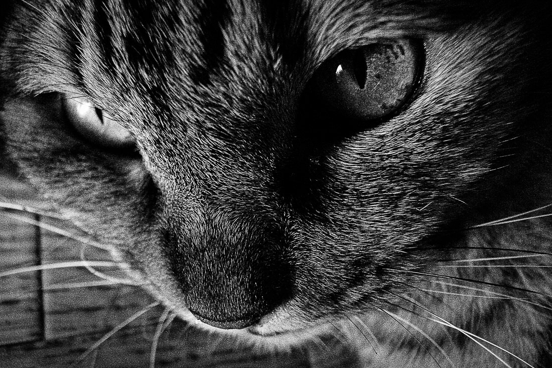 [Yoyogi-Uehara, Tokyo] Evil Eyes Of A Pet Cat | Photo by awazo.com