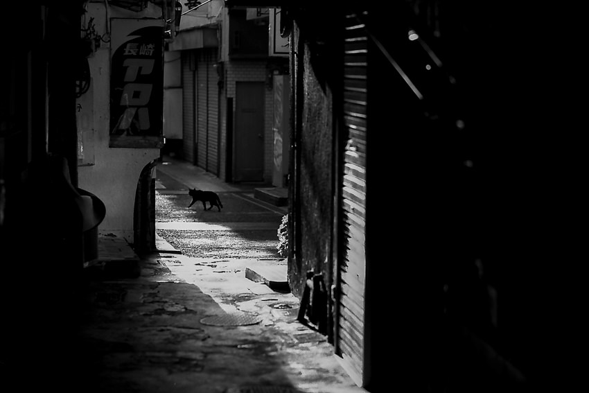 [Maruyama, Nagasaki] Rambling Black Cat | Photo by awazo.com
