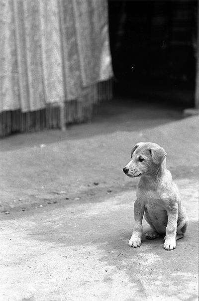 [Ban Xang Hai, Laos] Sitting Little Dog | Photo by awazo.com