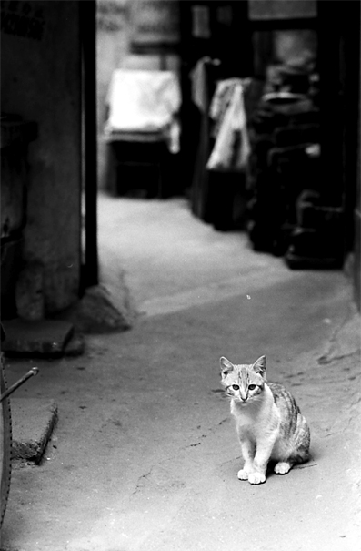 [Shanghai, China] Lean Cat Stares | Photo by awazo.com