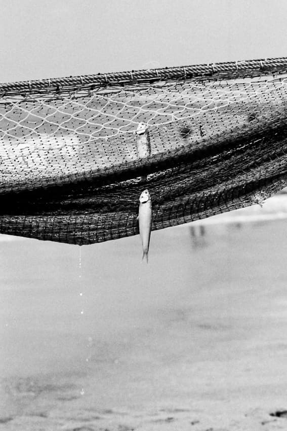 [Beruwala, Sri Lanka] Captured Small Fishes | Photo by awazo.com