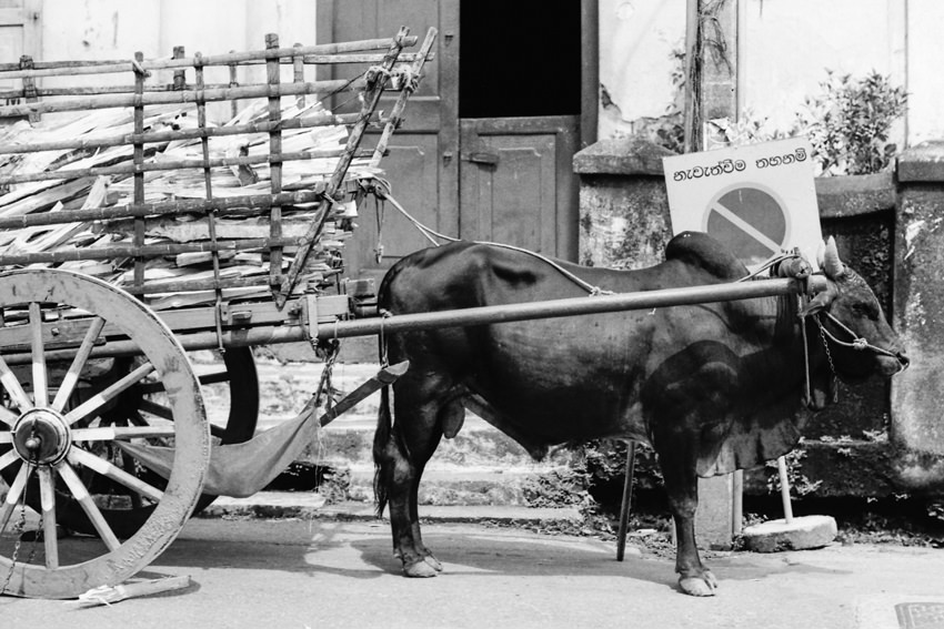 [Sri Lanka] Cow Carriage Was Parked | Travel, Photo and Essay by Tetsu ...