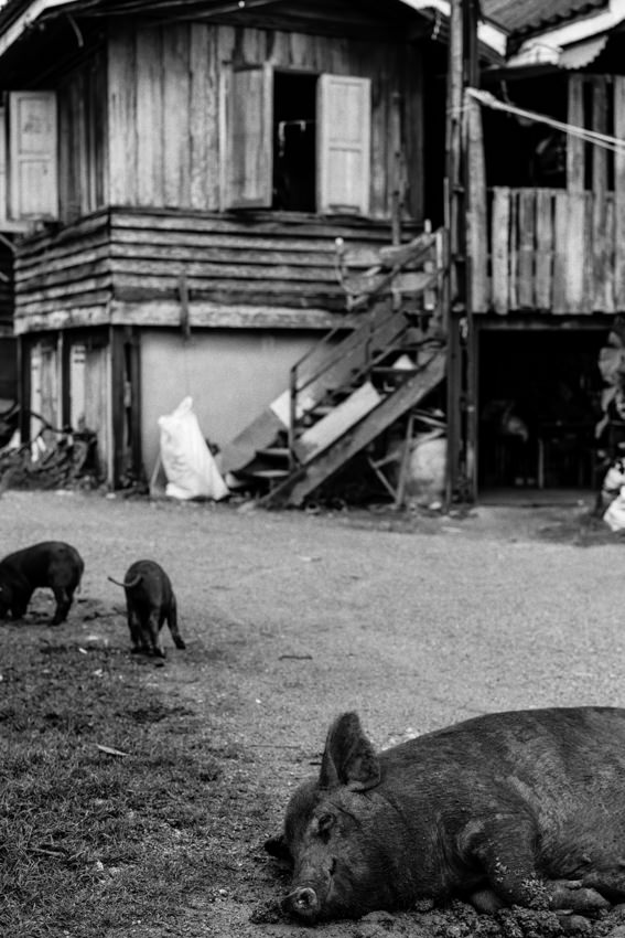 [Thailand] Razorback Lying Down | Travel, Photo and Essay by Tetsu Ozawa