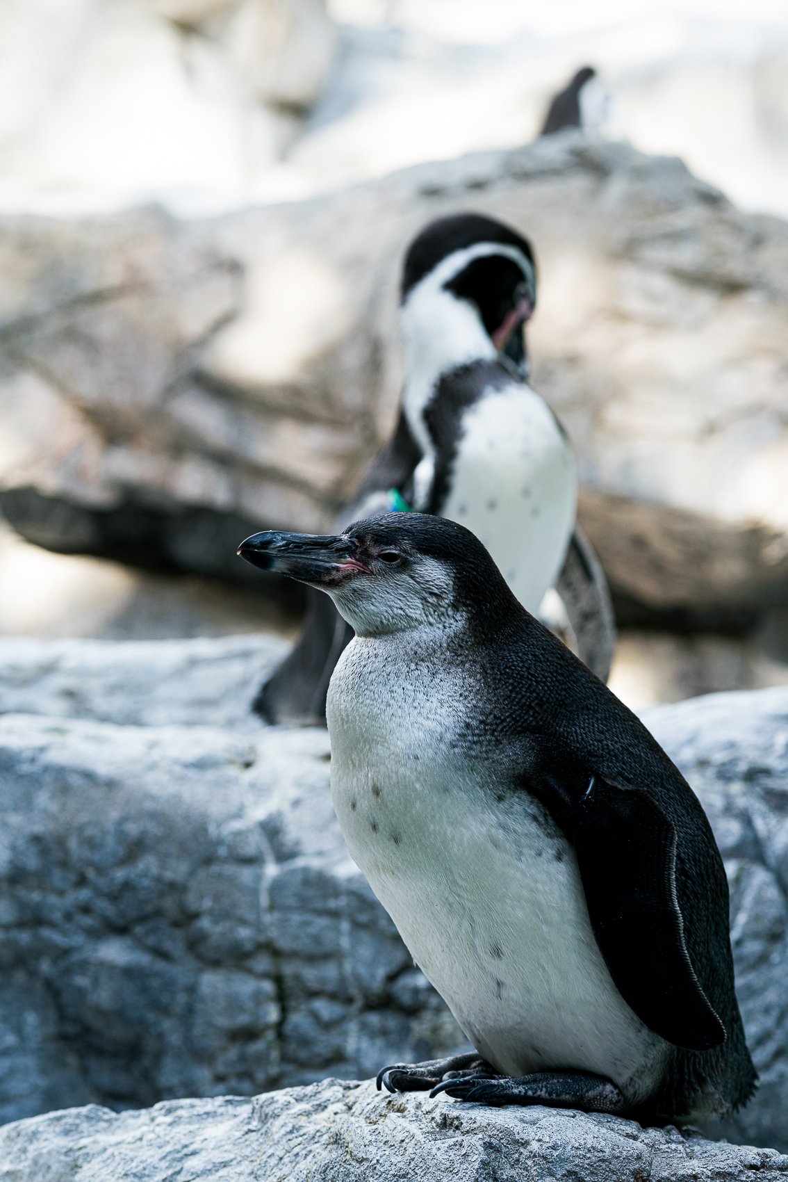 [Yokohama Zoorasia, Kanagawa] Japan Is The Penguin Kingdom With 25% Of ...