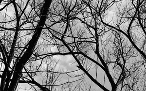 Man Between Trees (Tokyo) | BOXMAN fotologue